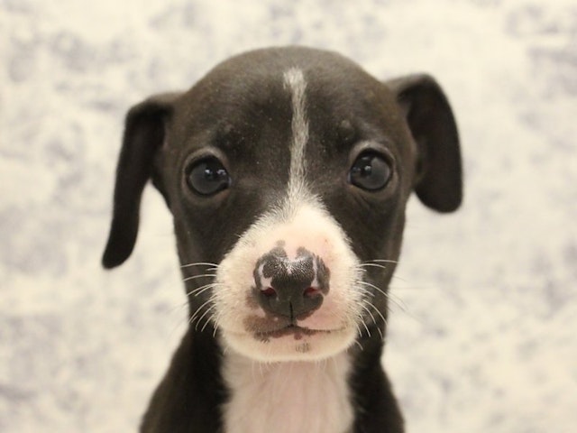 関東の子犬を探す | 子犬・子猫探しなら【petmi】